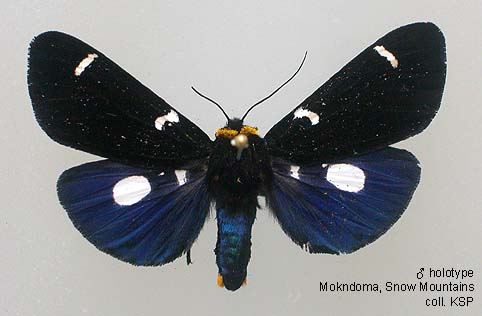 Papua Insects Foundation (Kelompok Entomologi Papua)